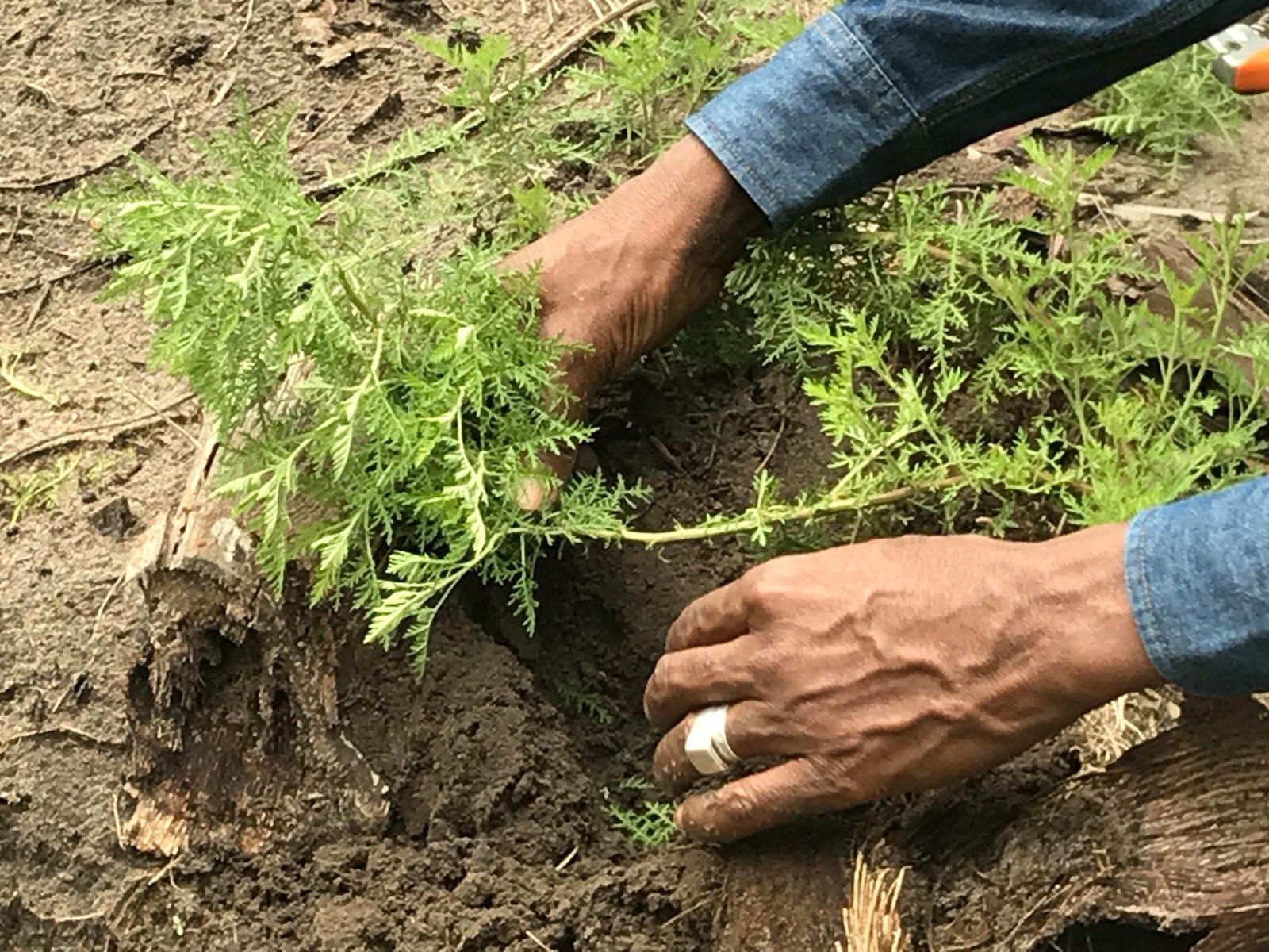 Le marcottage - La Maison de l'Artemisia - Cette plante peut sauver des ...