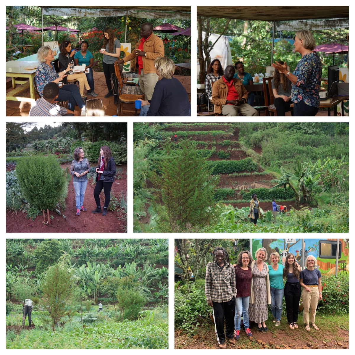 Mission to Kenya - La Maison de l'Artemisia - This plant can save ...